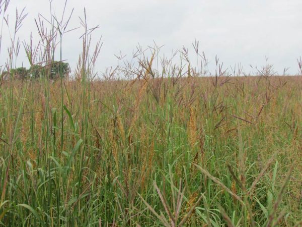Custom Native Grass Seed Blends