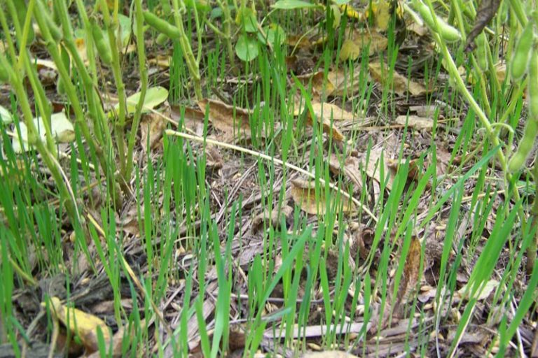 Rwwp Whitetail Forage Oats Food Plot Seed Food Plots Deer Minerals Deer Feed Ehd