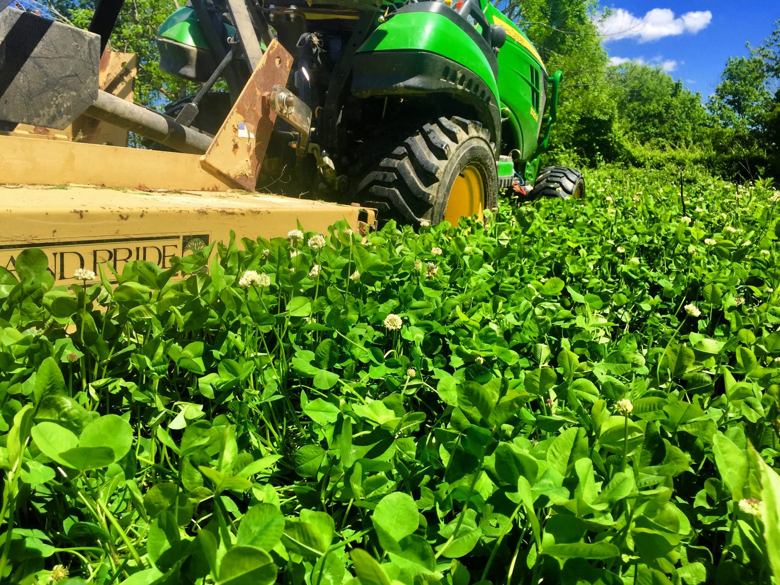 RWWP Clover & Chicory Blend | Food Plot Seed- Food Plots- Deer Minerals ...
