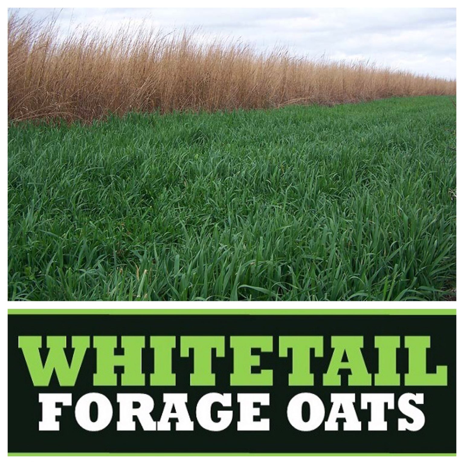 RWWP Whitetail Forage Oats | Food Plot Seed- Food Plots- Deer Minerals ...
