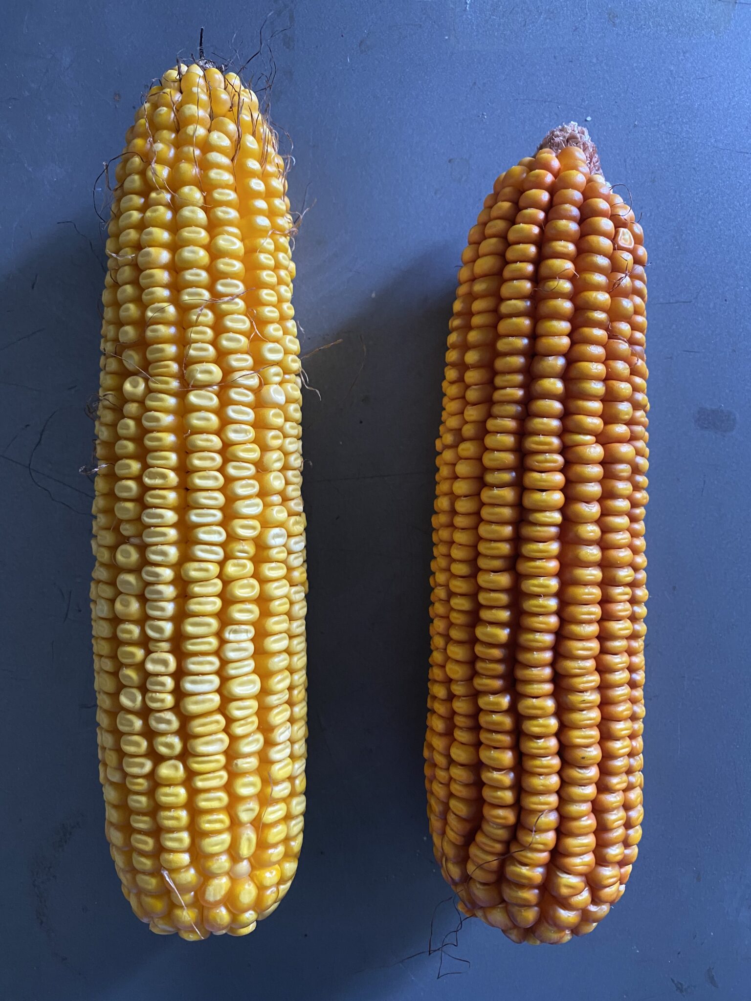 RWWP Non GMO Nutri-Crave Corn | Food Plot Seed- Food Plots- Deer ...