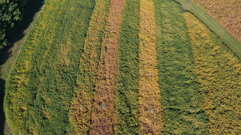 ENLIST SOYBEAN FOOD PLOT BLEND | Food Plot Seed- Food Plots- Deer ...