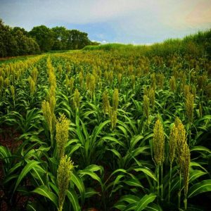 RWWP Hybrid Grain Sorghum Blend Pilot Program | Food Plot Seed- Food ...